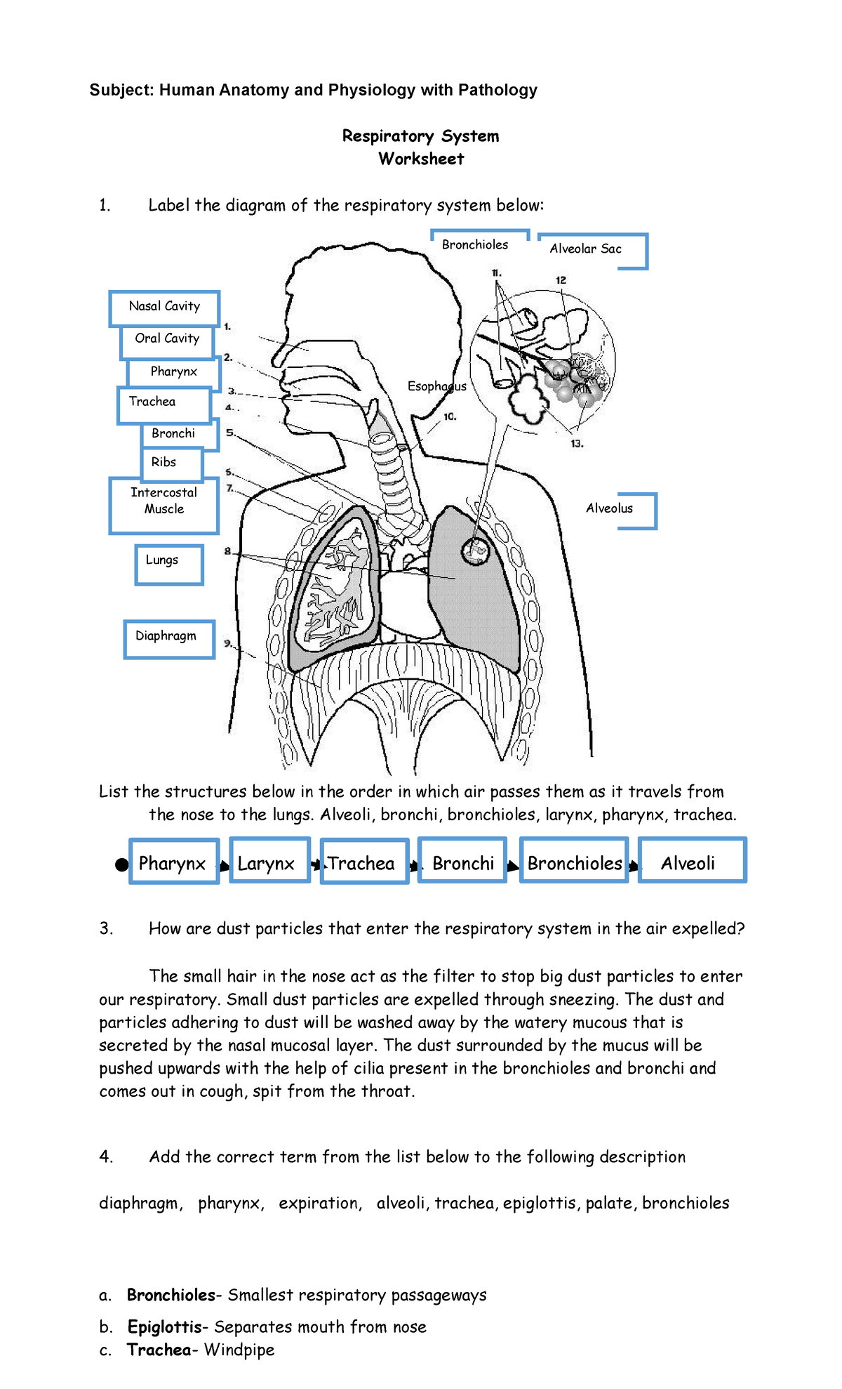 Respiratory Human anatomy and physiology - Subject: Human Anatomy and ...