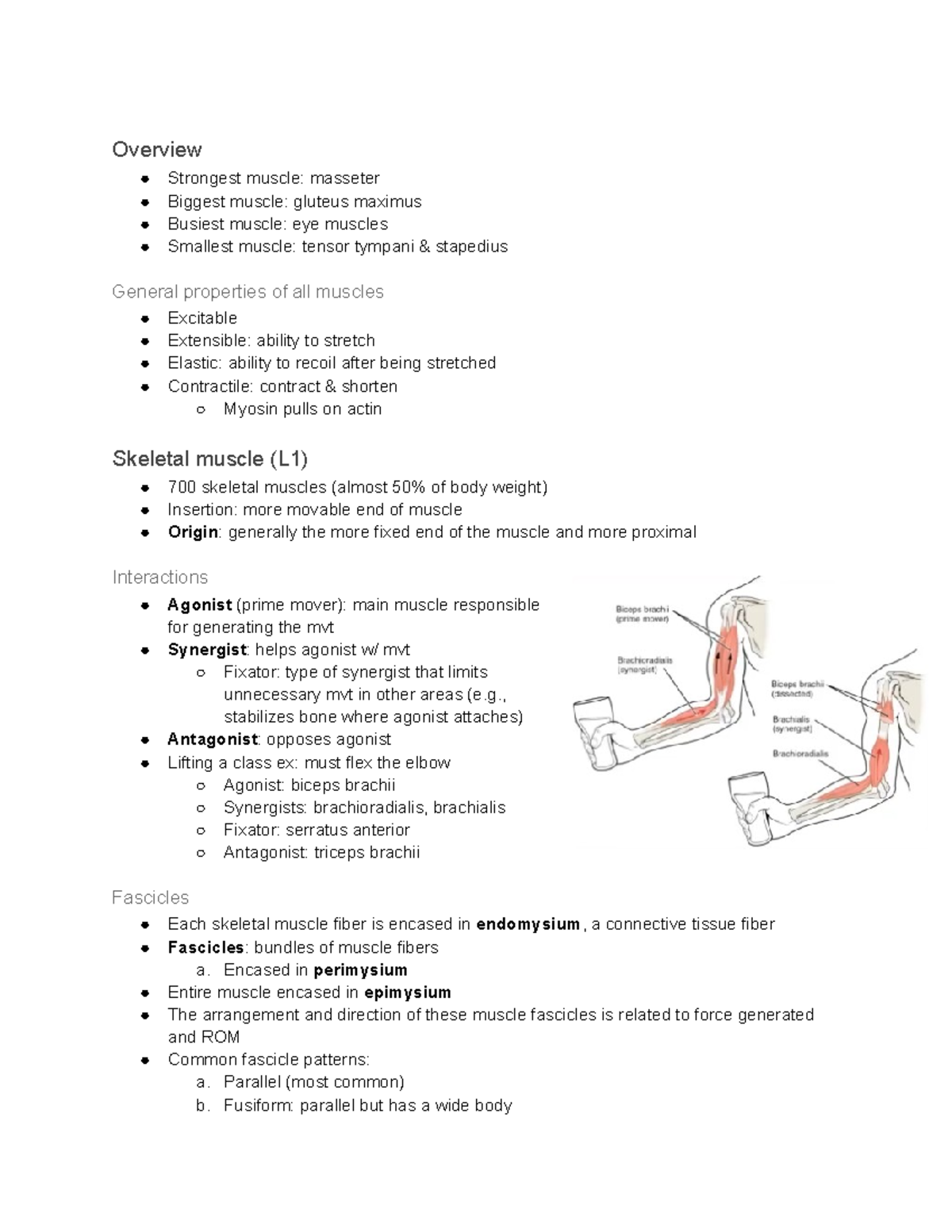 Module 4 Muscular - Overview Strongest muscle: masseter Biggest muscle ...