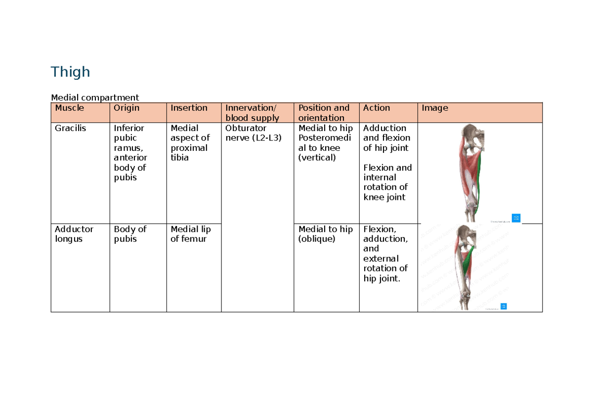 Flag test 3 prep - Summary Anatomy Of Lower Limb & Trunk - Thigh Medial ...