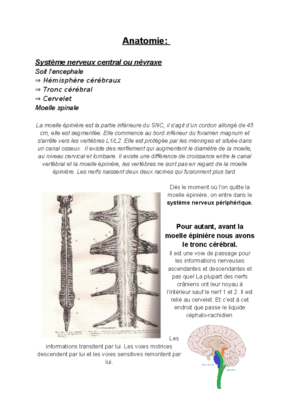 Anatomie cours présentation - Anatomie: Système nerveux central ou ...