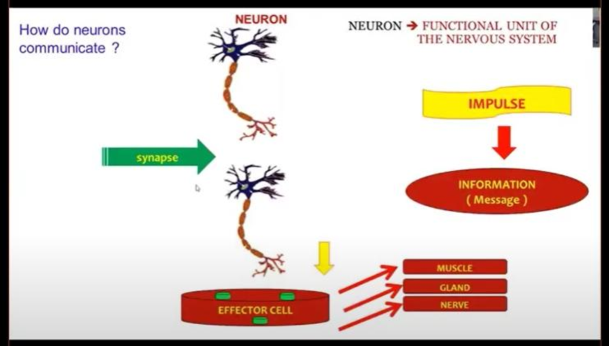 I am sharing 'Scan 04 Sep 24 01·40·17' with you - NEURON How do neurons ...