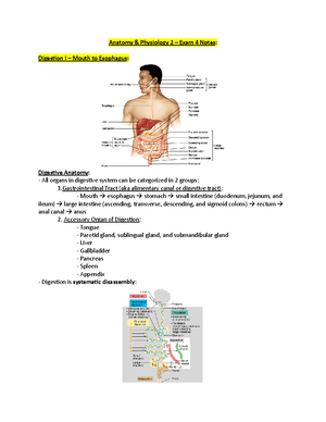 Glomerular Filtration Worksheet - Urinary system work sheet Name ...
