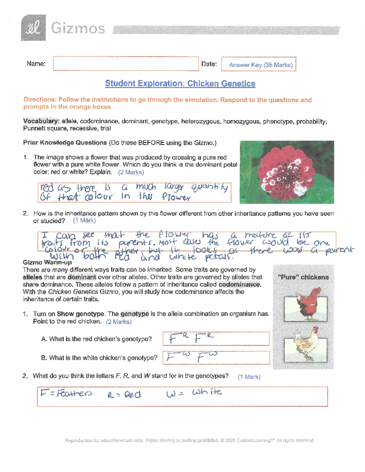 Chicken Genetic Gizmo - biology - Studocu