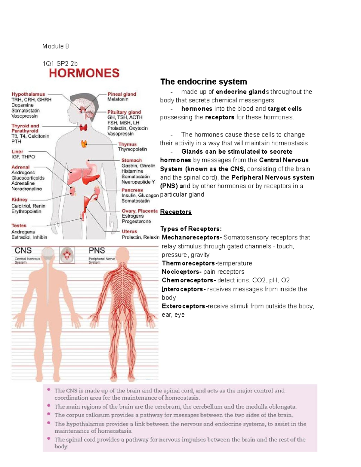 Module 8 - Module 8 1Q1 SP2 2b The endocrine system made up of ...