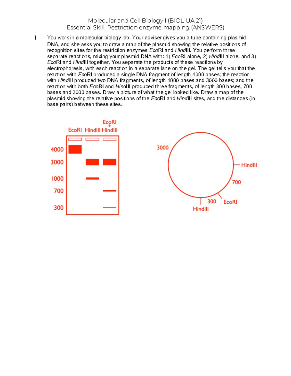 MCB1Essential Skill Restriction Mapping Answers - Molecular and Cell ...