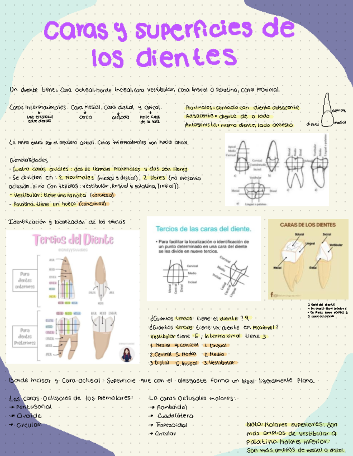 Parcial 2 - Dental - Apuntes - caras y superficies de los dientes Un ...