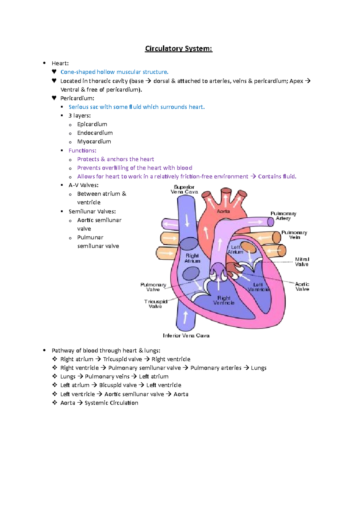 5. Circulatory System - Circulatory System: Heart: Cone-shaped hollow ...
