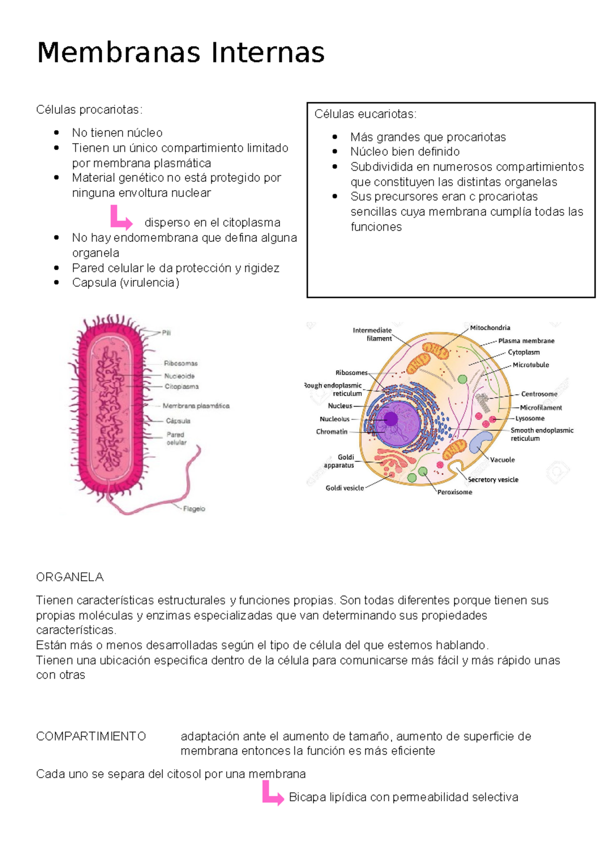 Membranas Internas - Membranas Internas Células procariotas: No tienen ...