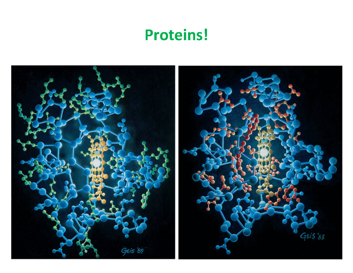 2b - Proteins - hope this helps - Proteins! Proteins The workhorses of ...