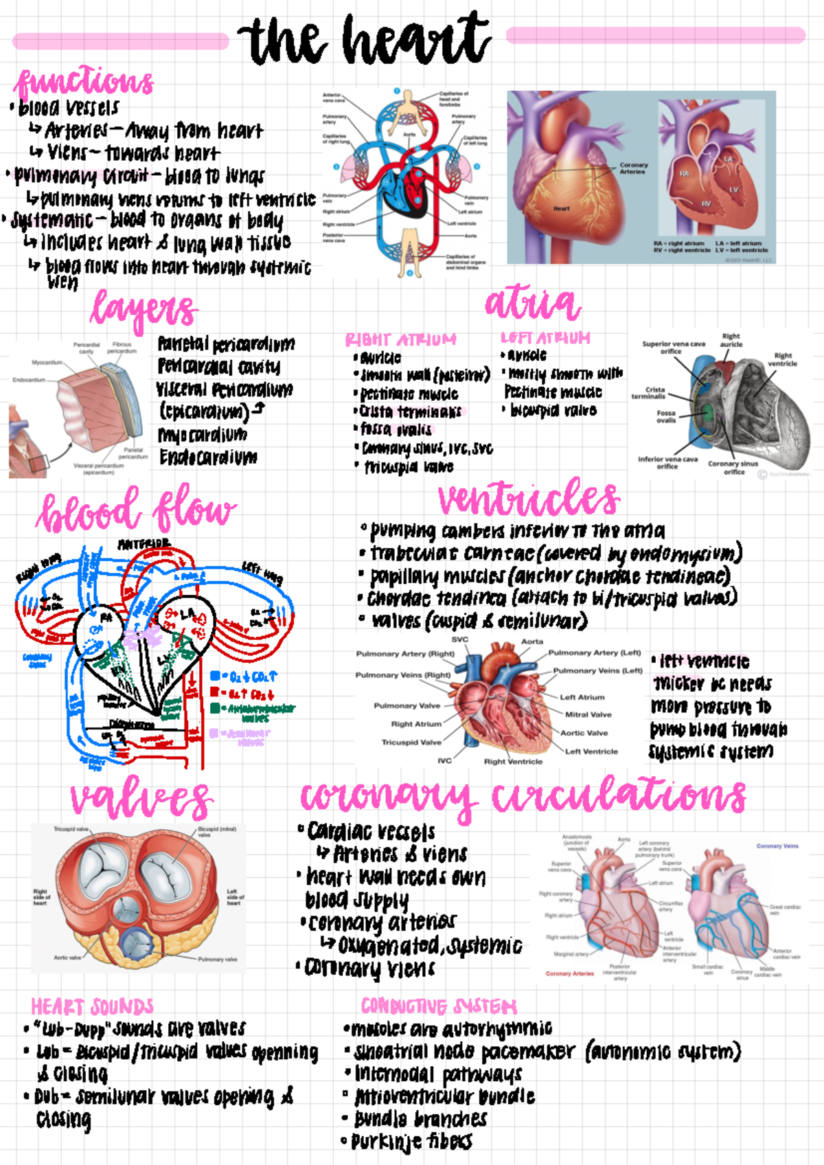 Heart lecture - the heart functions blood vessels Arteries- Away from ...
