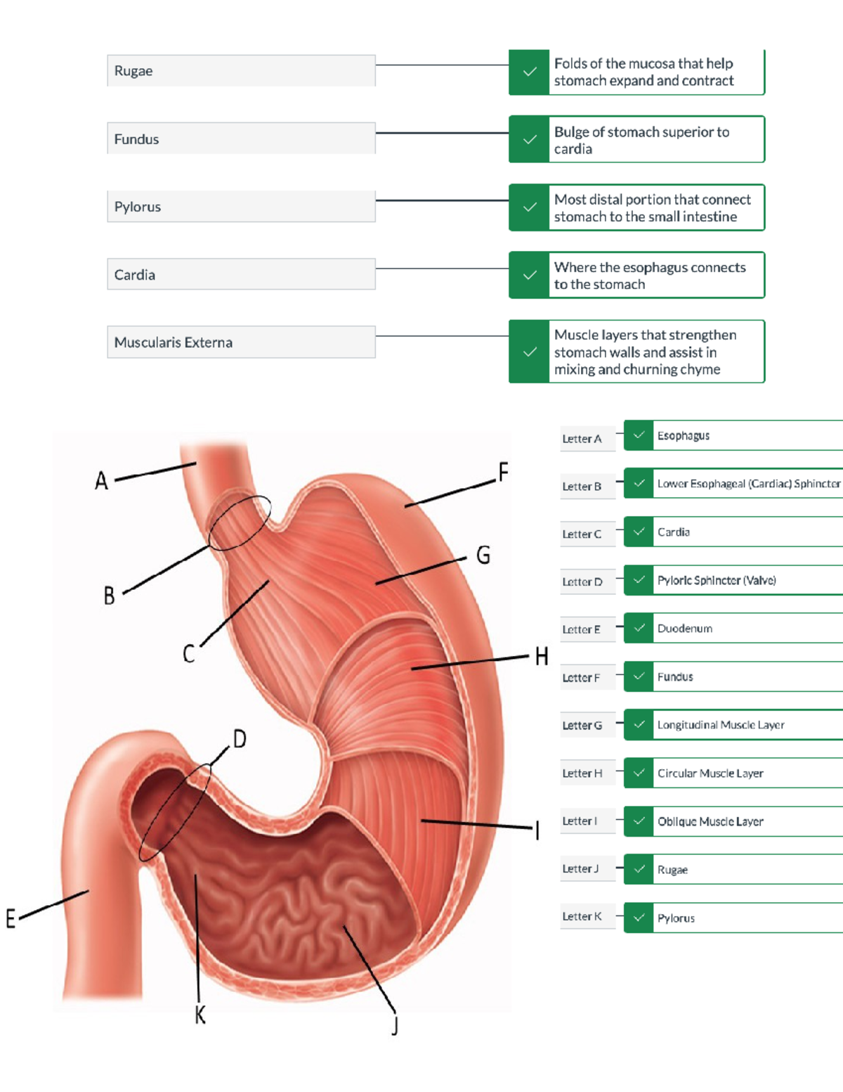 Lab-Digestive tract worksheets - BIO 1300 - Studocu