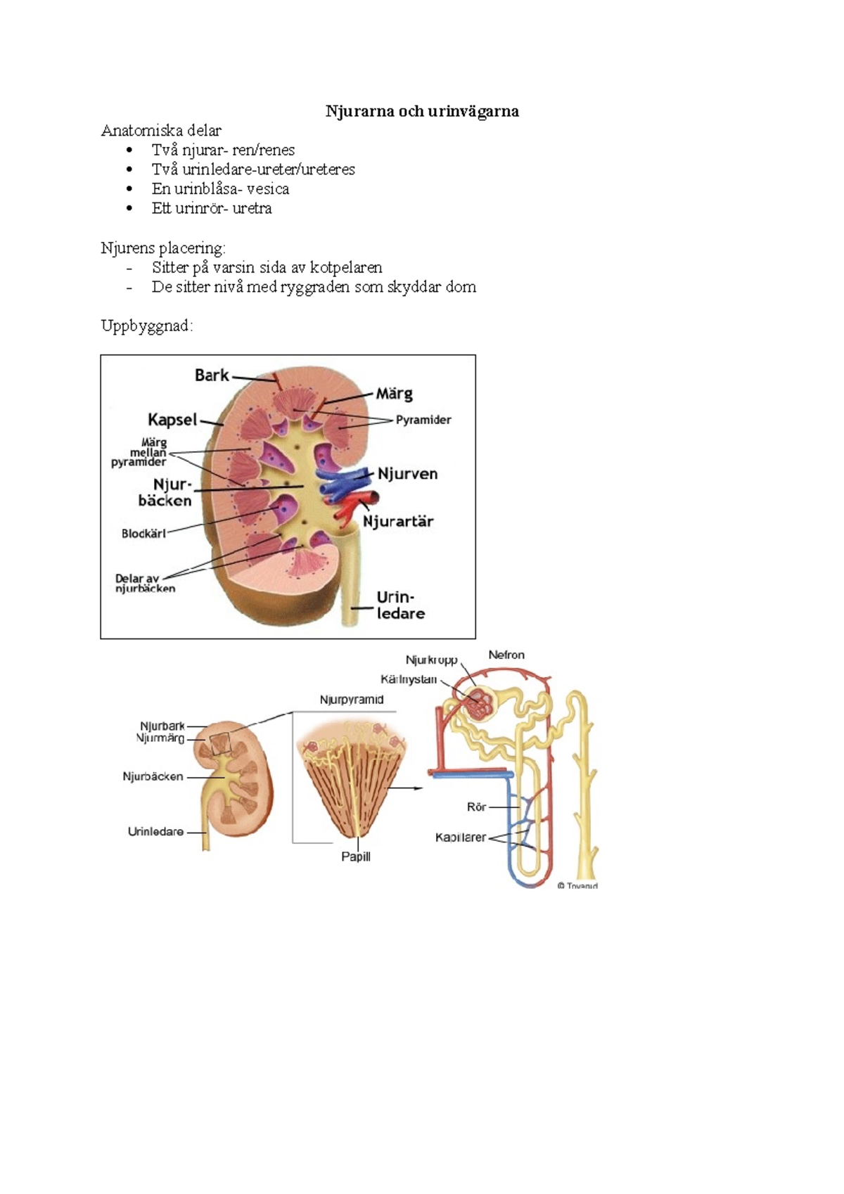 Njurarna och urinvägarna - Njurarna och urinvägarna Anatomiska delar ...
