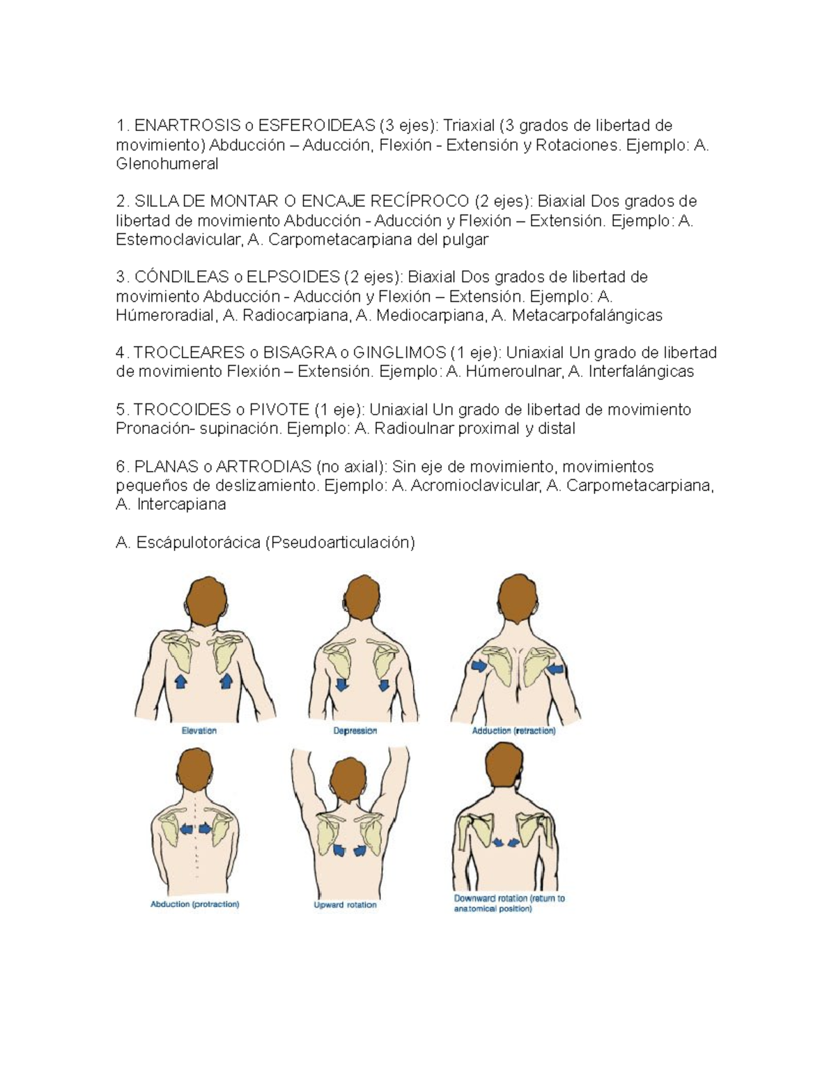 Tipo de Articulaciones - ENARTROSIS o ESFEROIDEAS (3 ejes): Triaxial (3 ...