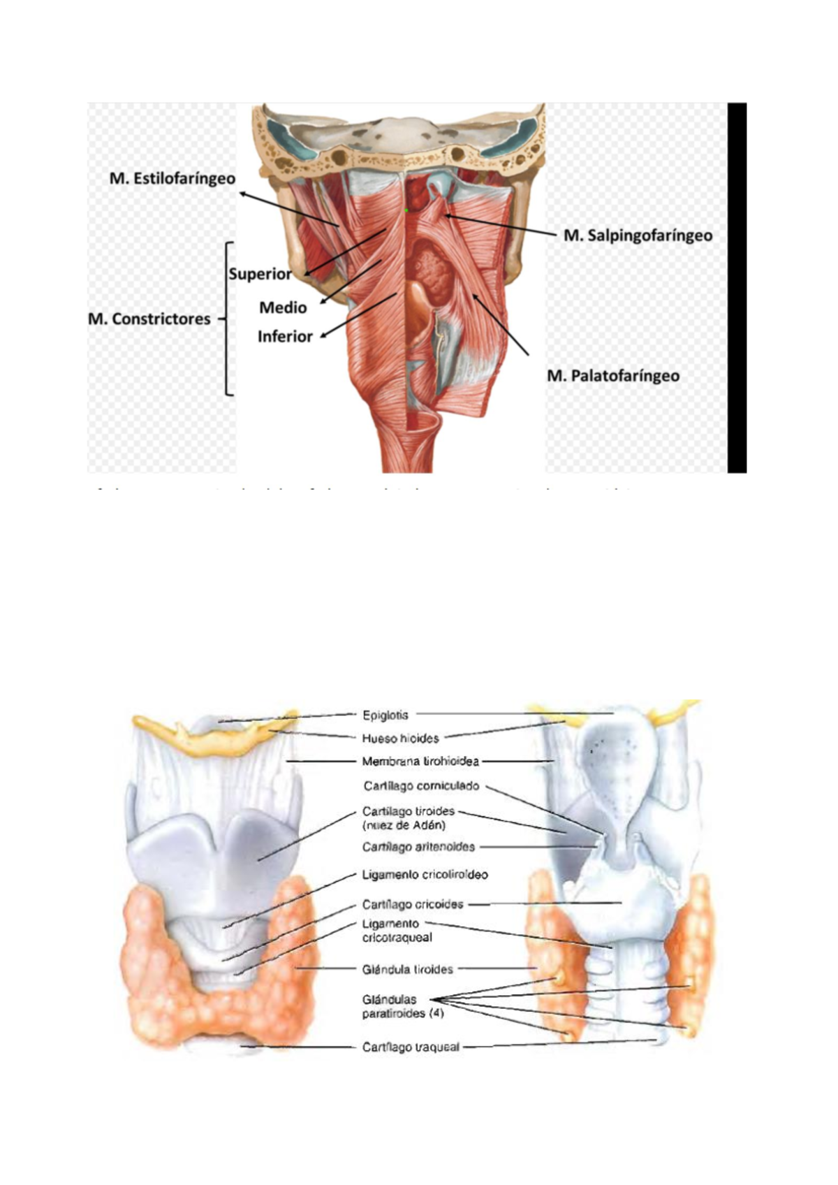Graficos - M. Estilofaríngeo M. Salpingofaríngeo Superior Medio M ...