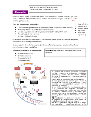 Proceso inflamatorio - EXUDADO SEROSO Principalmente agua y proteínas ...