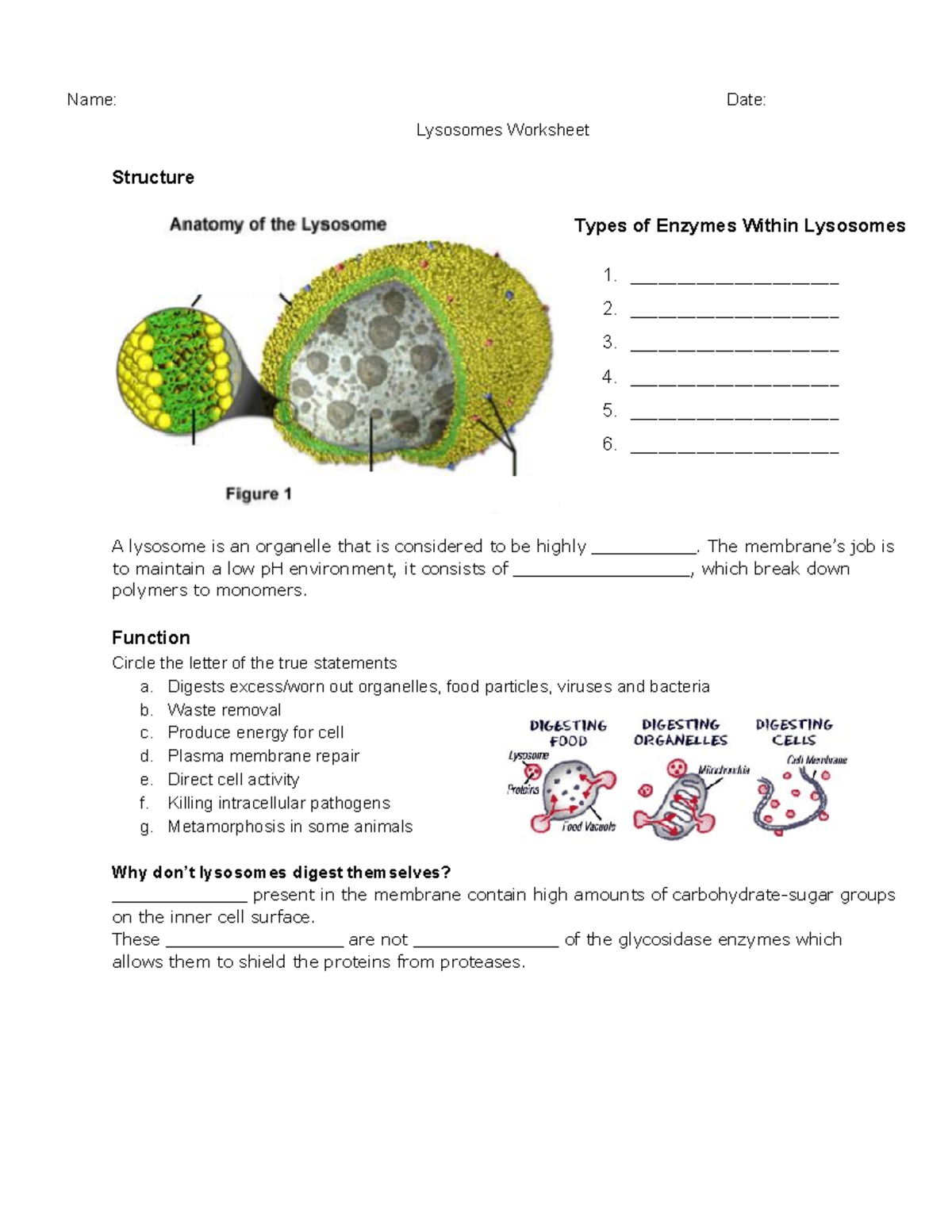 Lysosome SBI 4U0 E feb 2020 - Name: Date: Lysosomes Worksheet Structure ...