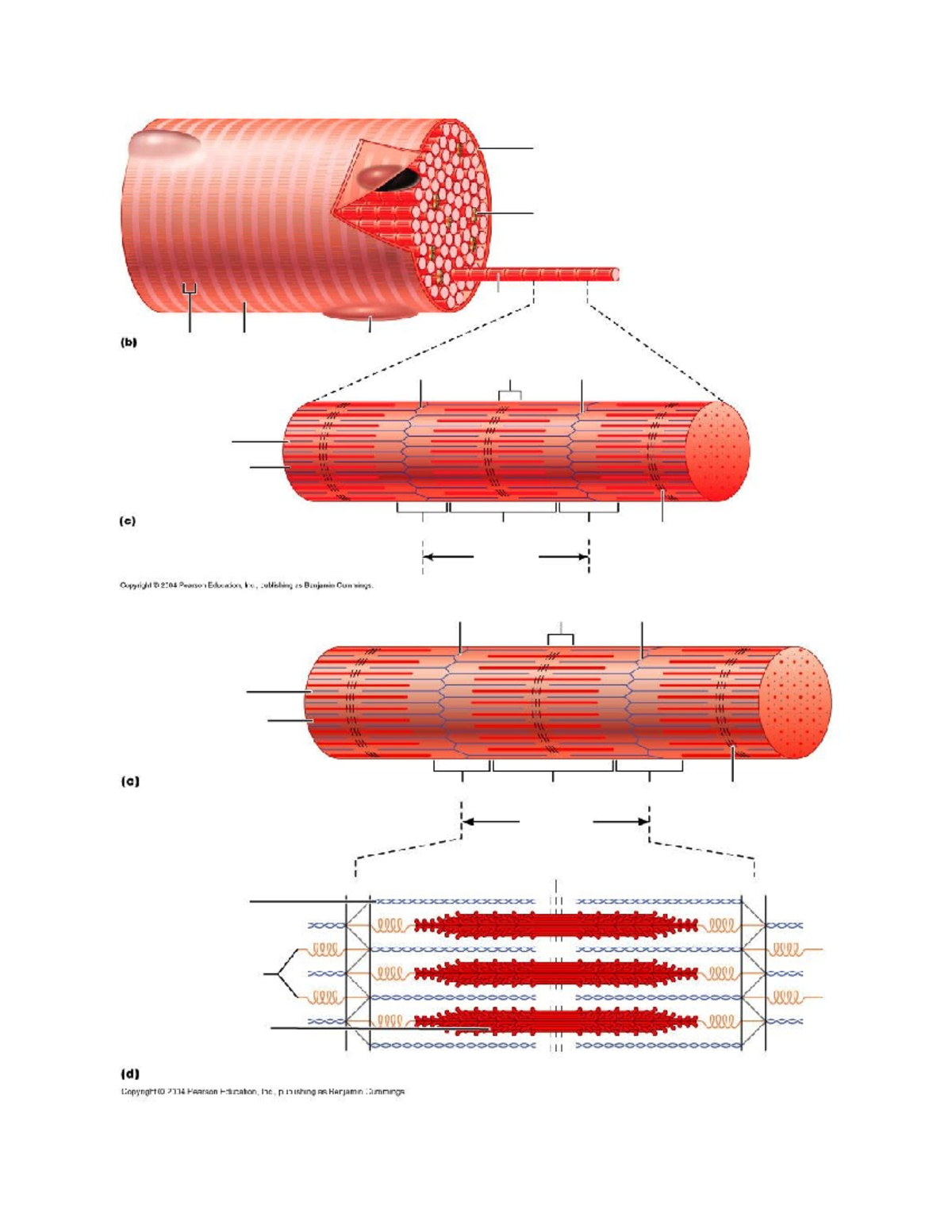 muscle diagrams - BIOL 2311 - Studocu