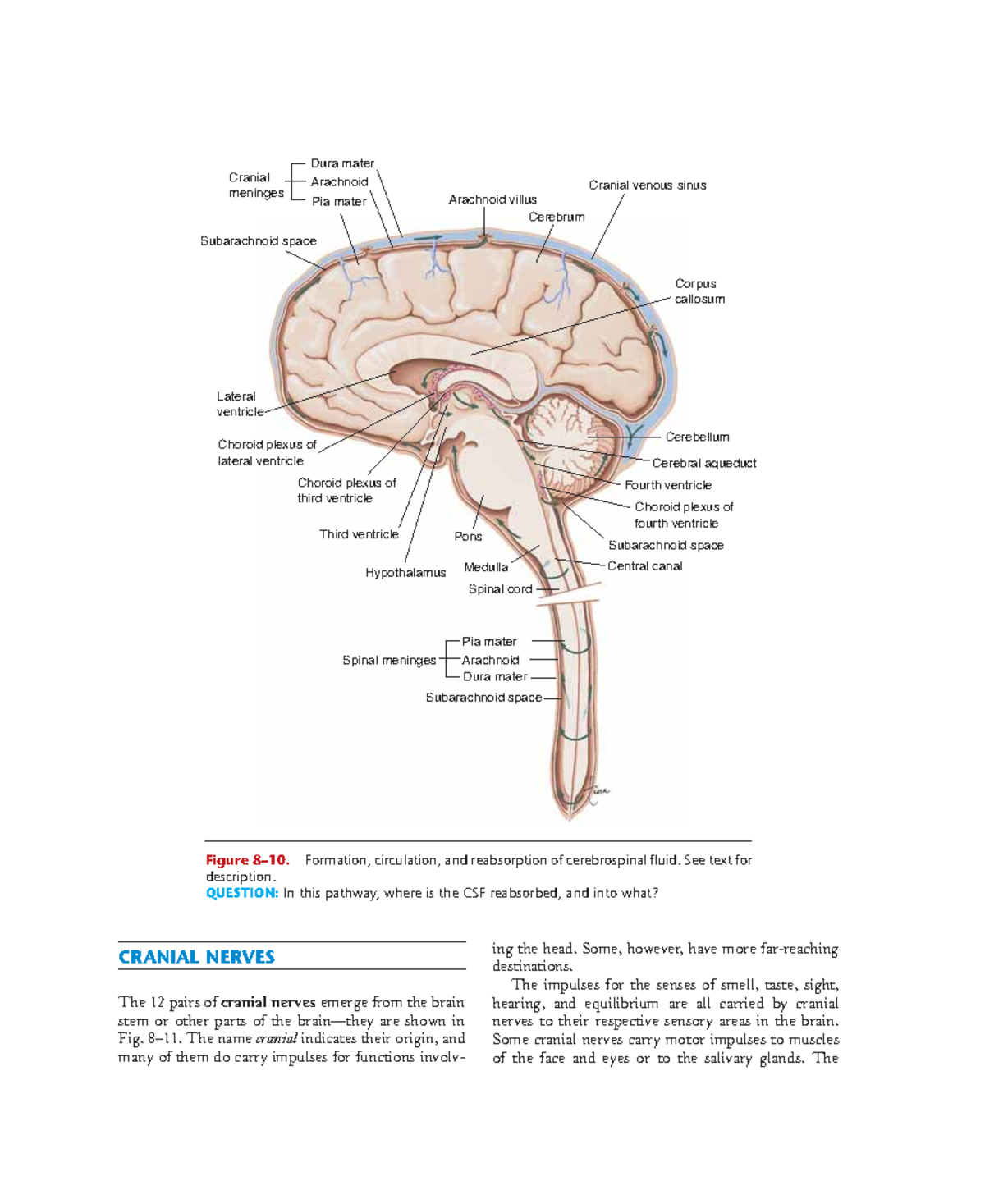 Biology - Health BODY 22 - CRANIAL NERVES The 12 pairs of cranial ...