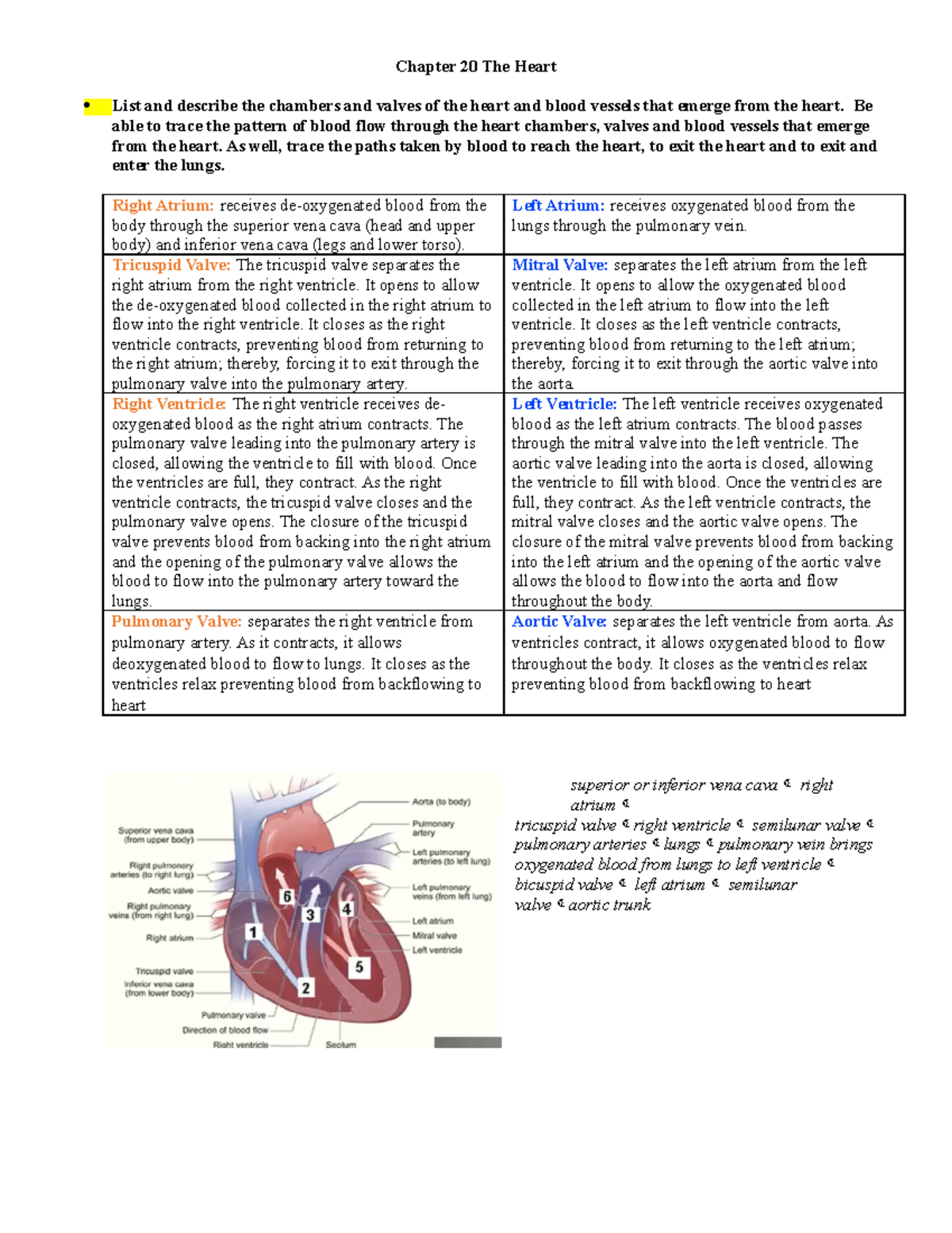 Cardiovascular Study Guide test - Chapter 20 The Heart List and ...