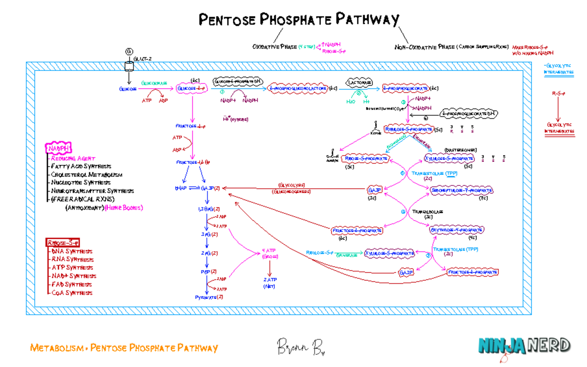 Metabolism] 24. Pentose Phosphate Pathway - Key - Metabolism Pentose Phosphate Pathway Pentose ...