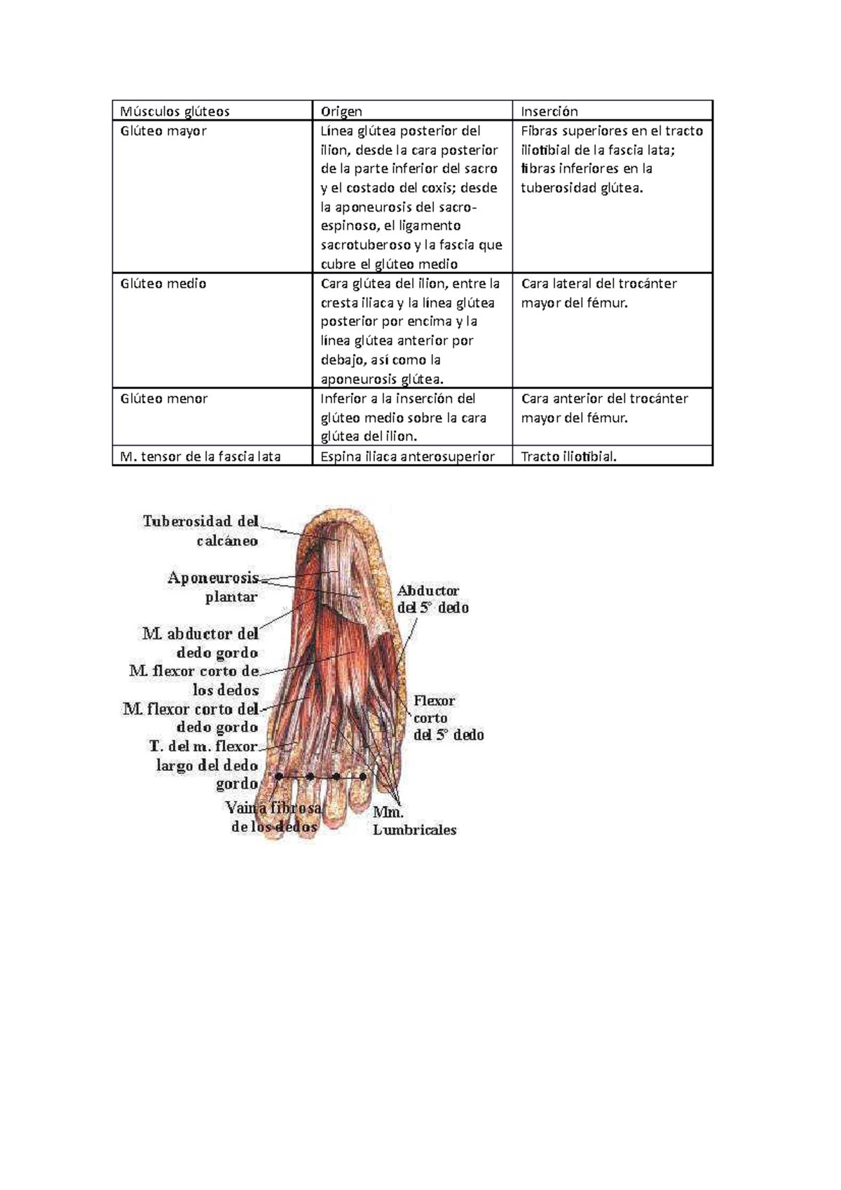 Musculos del miembro inferior - Músculos glúteos Origen Inserción ...