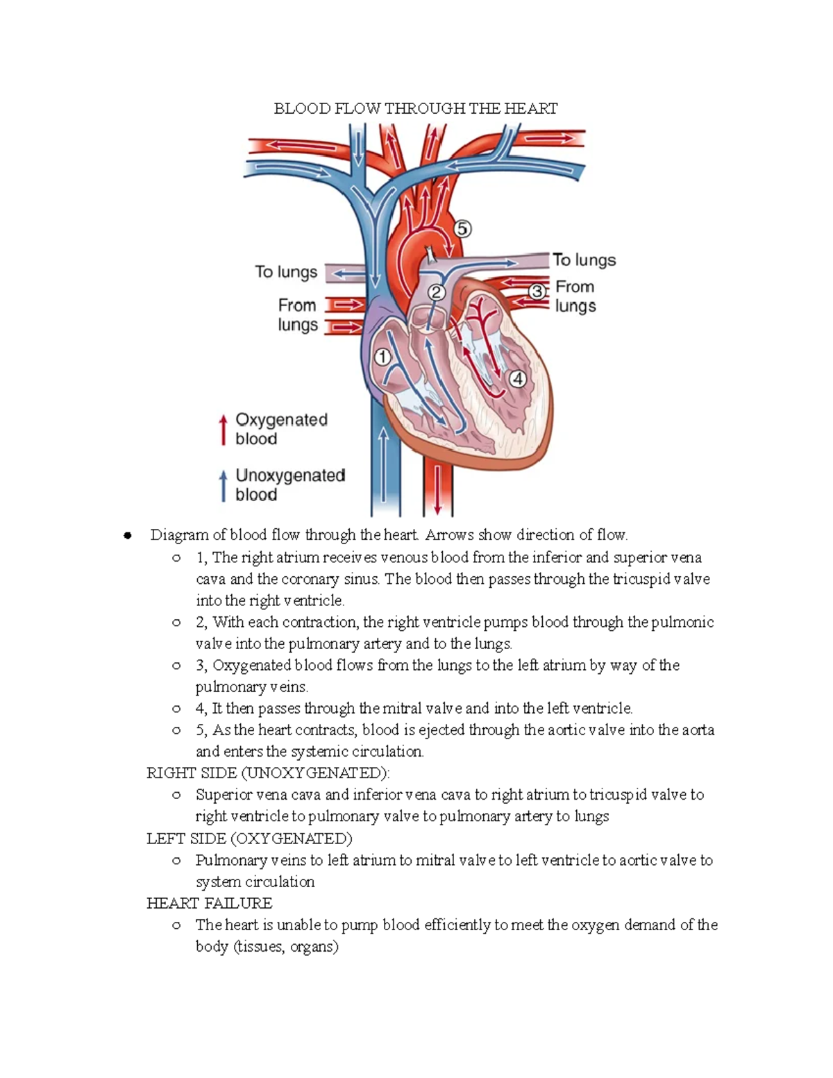 Topic 5 Cardio Vascular Problems PART 2 - BLOOD FLOW THROUGH THE HEART ...