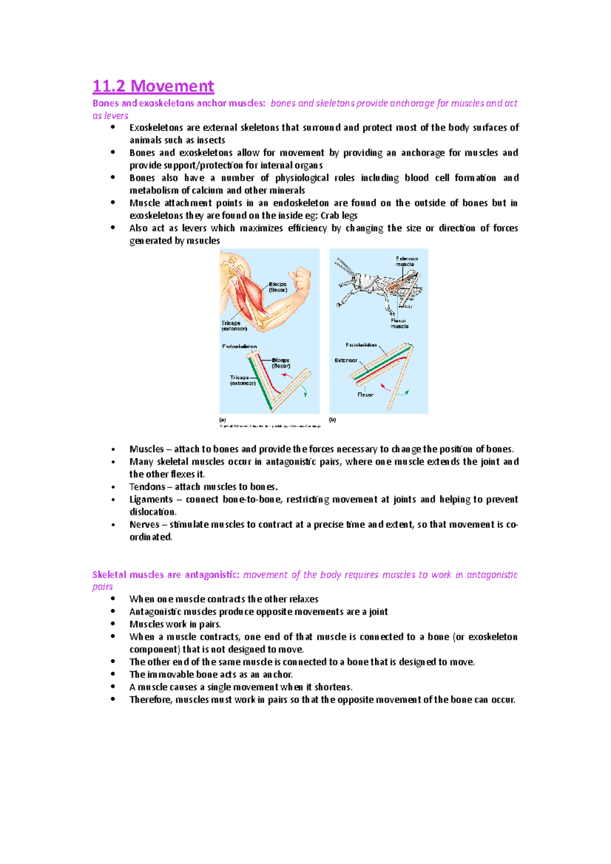 Topic 11 Notes - 11 Movement Bones and exoskeletons anchor muscles ...