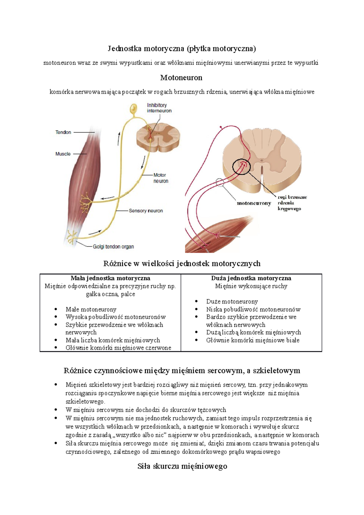 Fizjologia człowieka wykład 3 - Jednostka motoryczna (płytka motoryczna ...