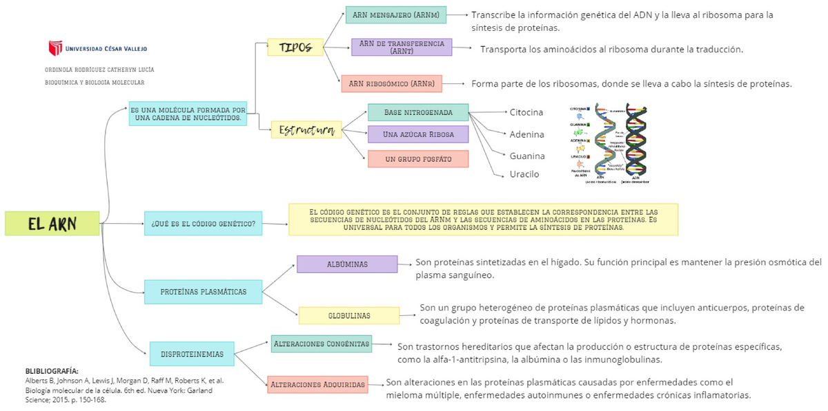 EL ARN esquema /mapa mental/ - ARN MENSAJERO (ARNM) Transcribe la ...