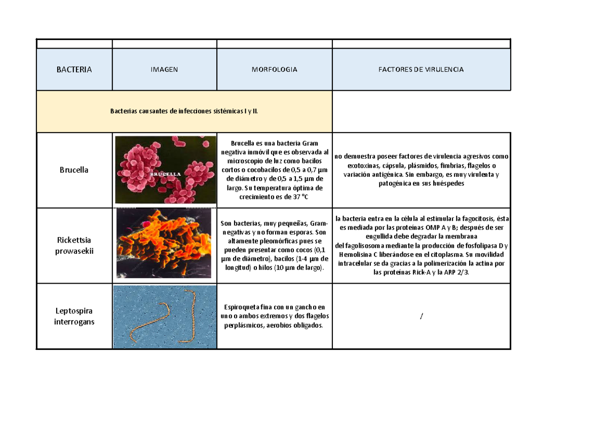 A0A673DB 5BFD 43CA 9D52 D0A6721E2D77 - BACTERIA IMAGEN MORFOLOGIA ...