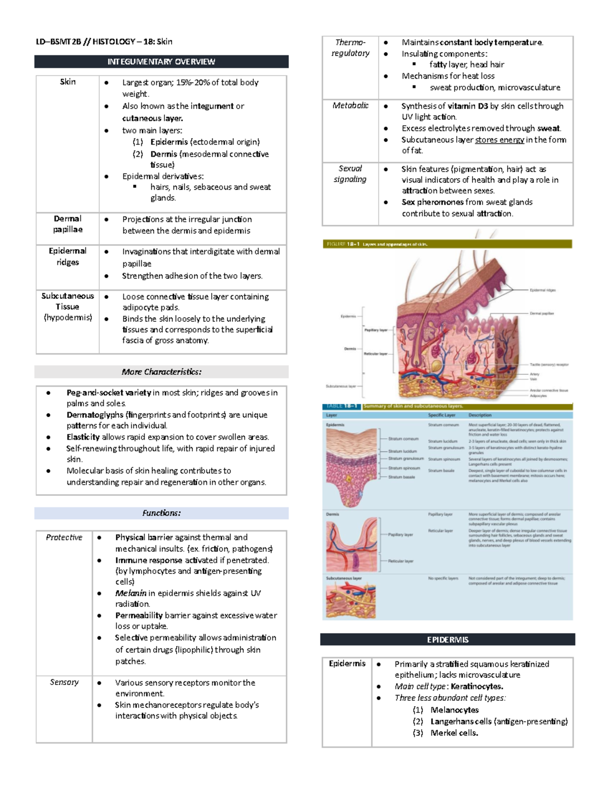 Histology - Chapter 18 - LD–BSMT2B // HISTOLOGY – 18: Skin ...