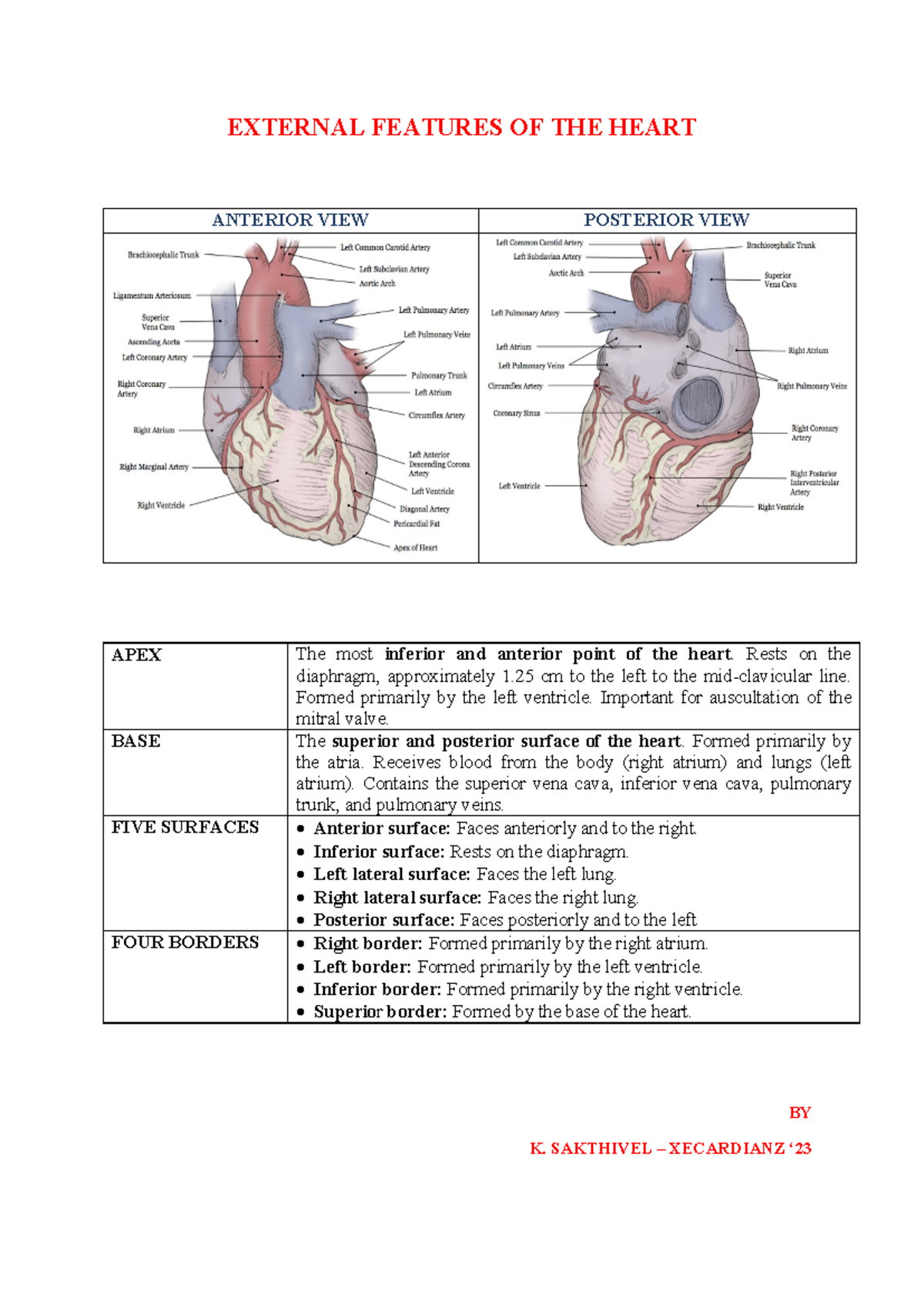 Heart anatomy - MBBS notes - EXTERNAL FEATURES OF THE HEART ANTERIOR ...