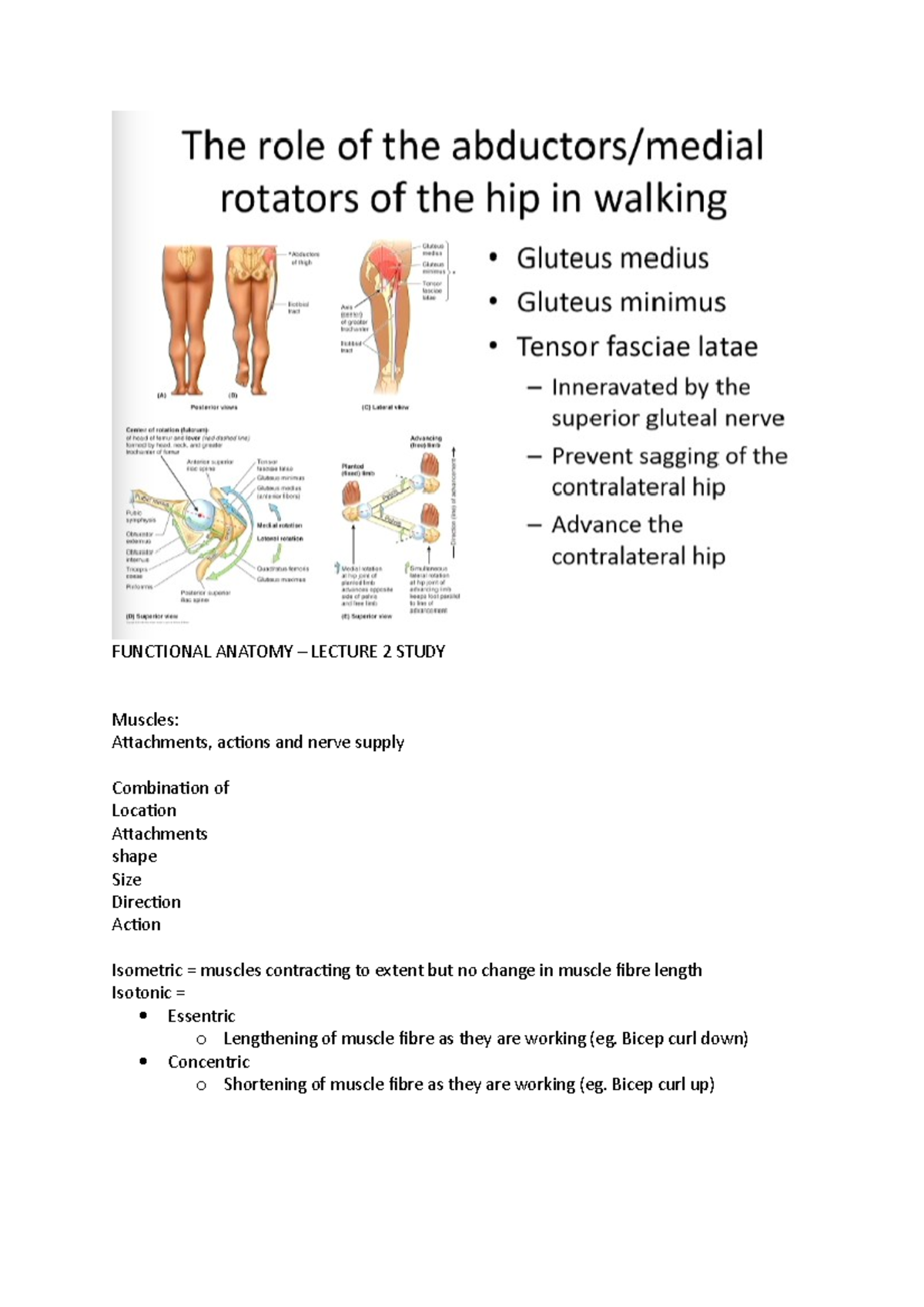 Lecture 2 - Movements of the pelvis - FUNCTIONAL ANATOMY – LECTURE 2 ...