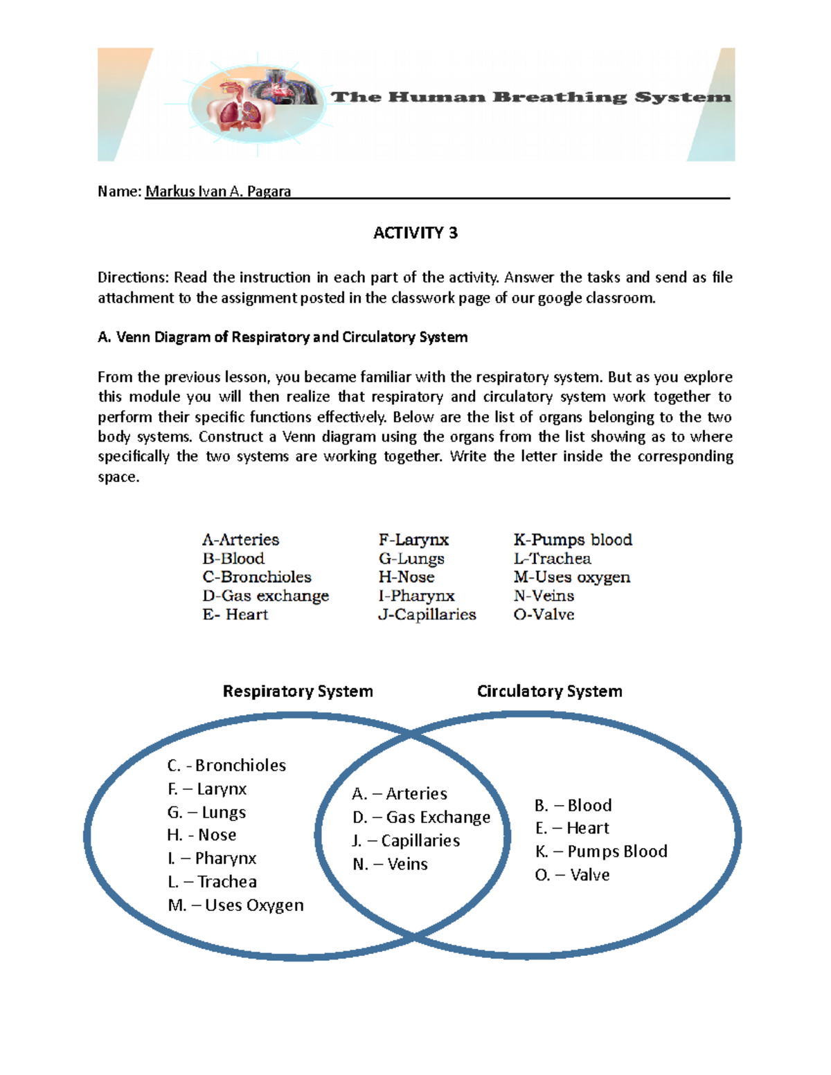 Activity 3 - The Human Breathing System - Name: Markus Ivan A. - Studocu