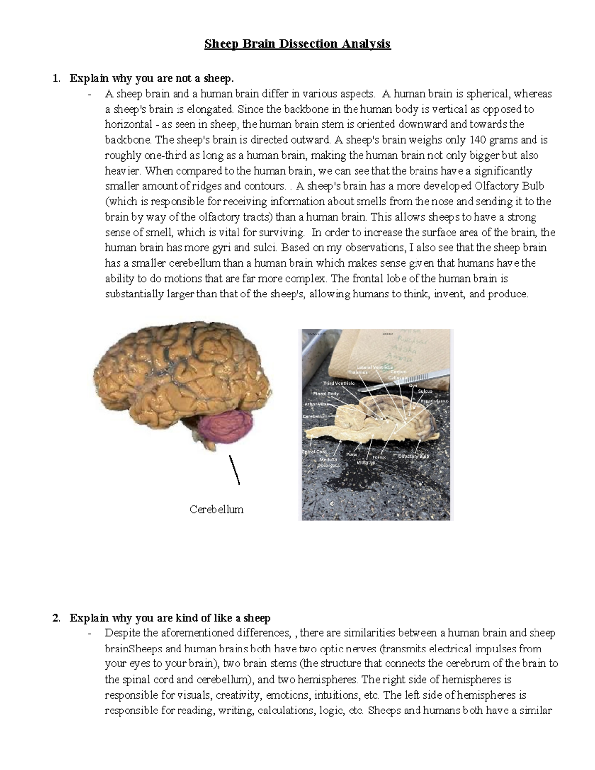 1- Sheep Brain Dissection Analysis - Explain why you are not a sheep ...