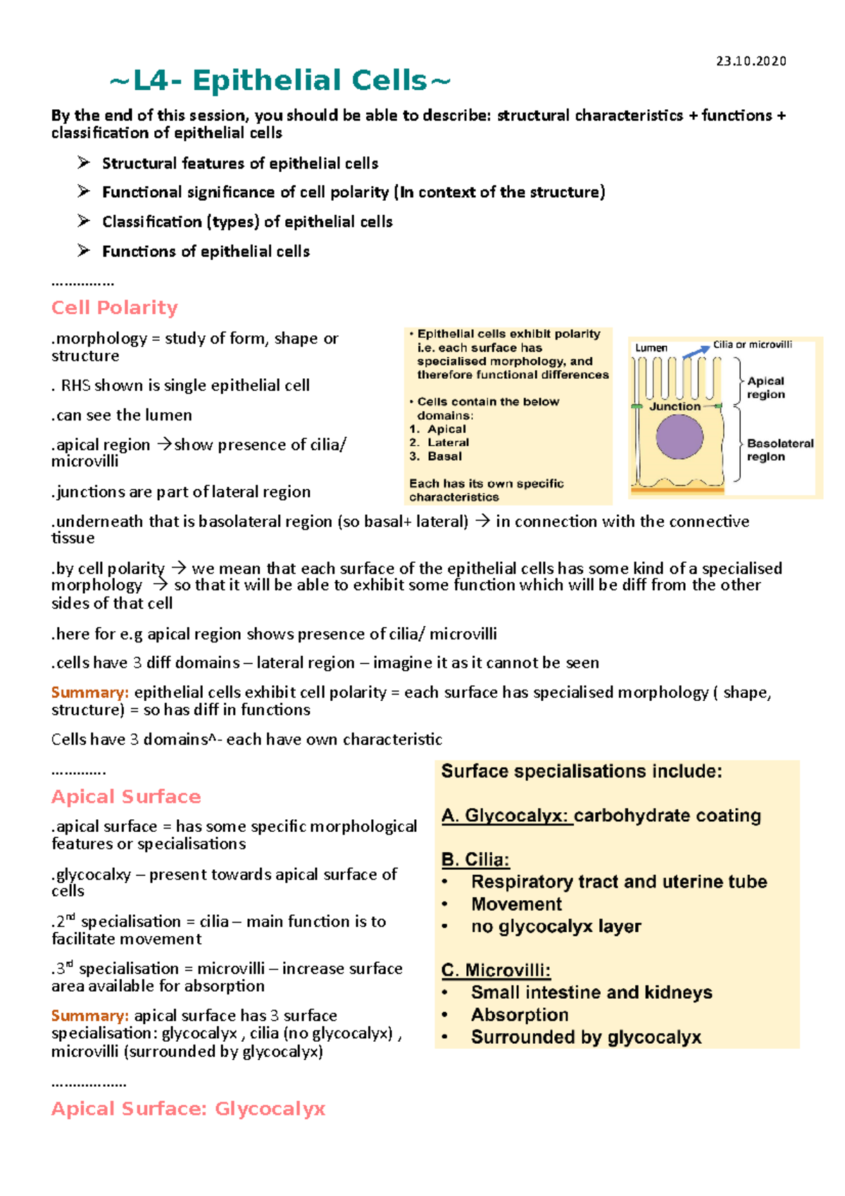 L4 - part 2 - Epithelial Cells - cell polarity and the apical surface ...