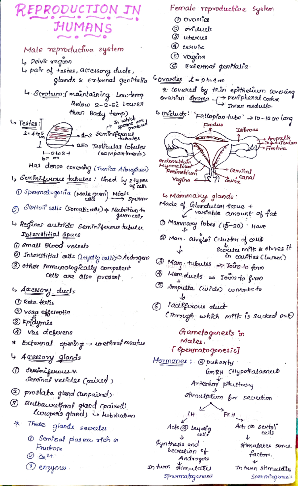 Reproduction IN Humans - REPRODUCTION TN HUMANS Male repoduclive system ...