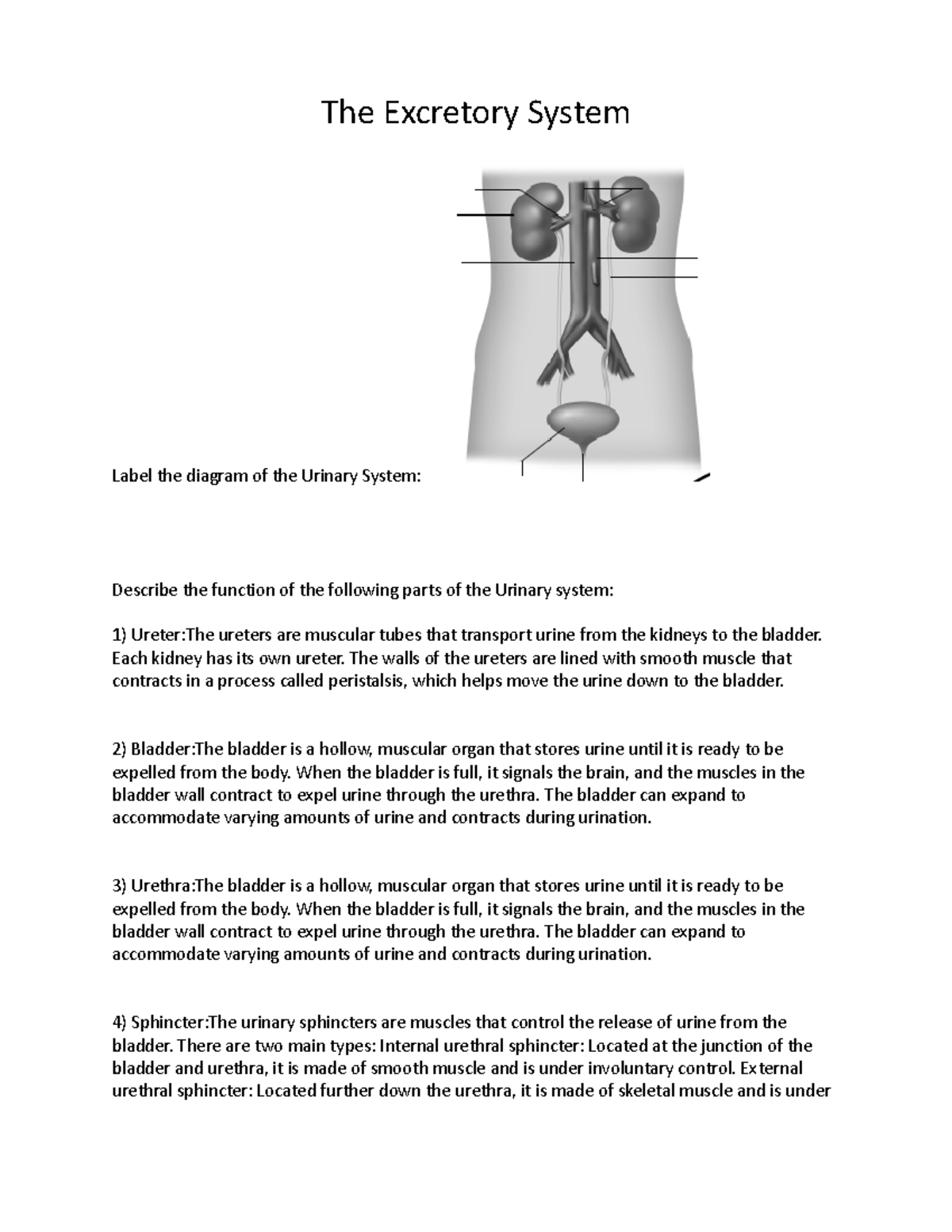 Copy of The Excretory System copy - The Excretory System Label the ...