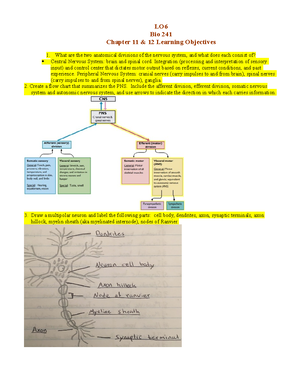 Brain and spinal cord study guide - BIO 241 Study Guide Exam 3 Nervous ...
