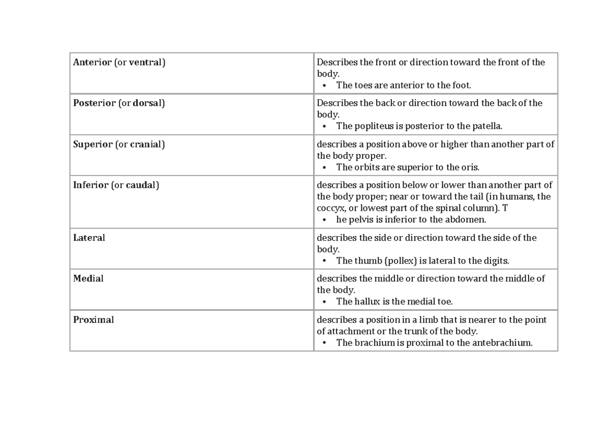 Anatomy Terms - Warning: TT: undefined function: 32 Anterior (or ...