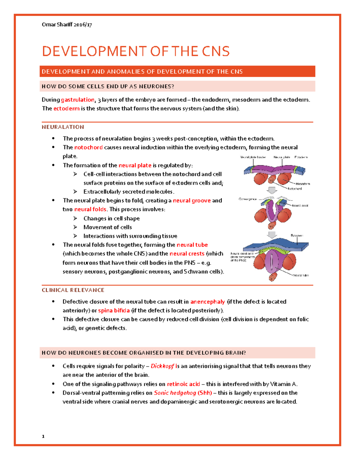 Development of the CNS - BAB Notes - DEVELOPMENT OF THE CNS DEVELOPMENT ...