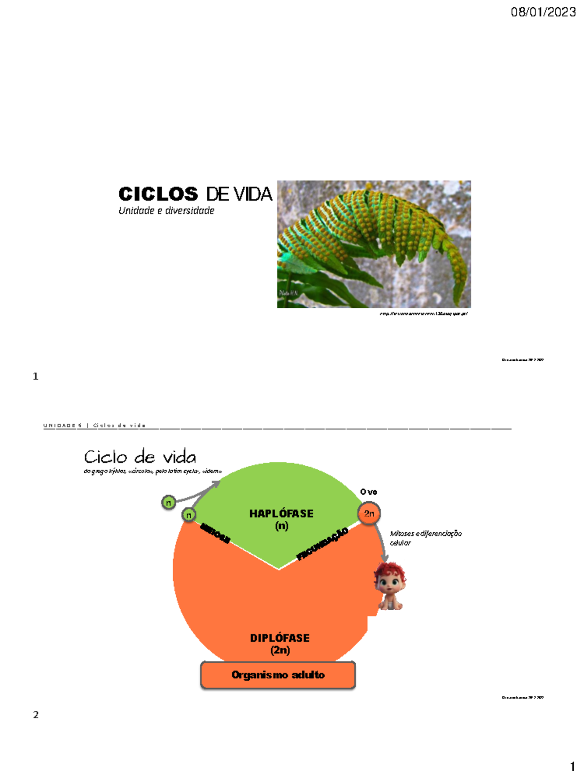 Ciclos de Vida - U N I D A D E 6 | C i c l o s d e v i d a © ricardo ...