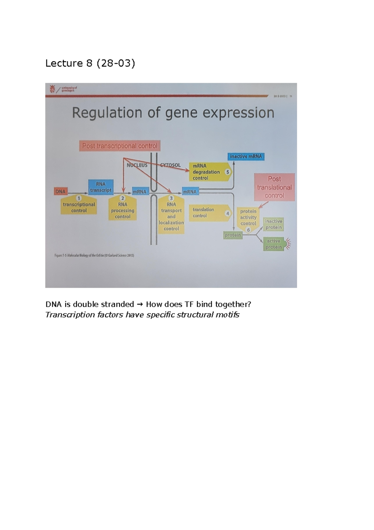Living Cells 1_Notes - Lecture 8 (28-03) DNA is double stranded → How ...