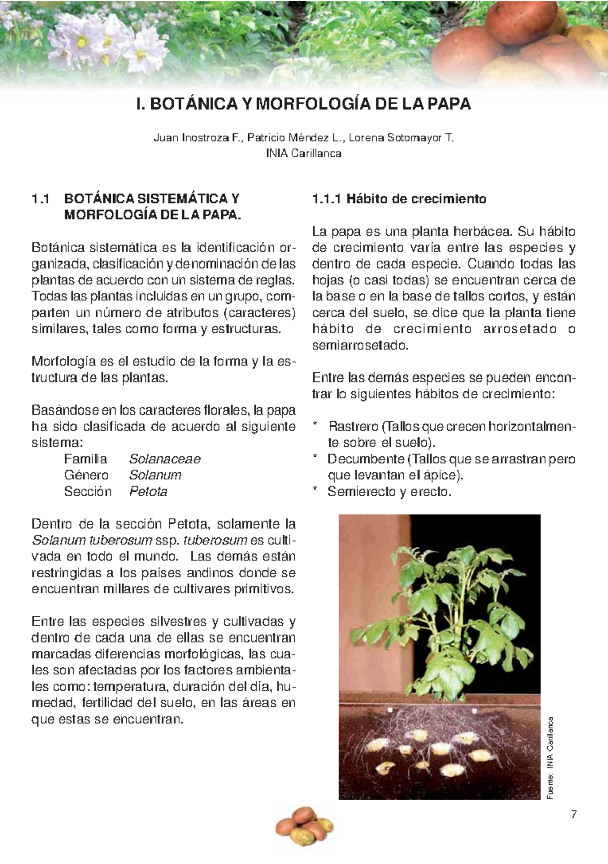 NR36476-2 - dldlld - 1 BOTÁNICA SISTEMÁTICA Y MORFOLOGÍA DE LA PAPA ...
