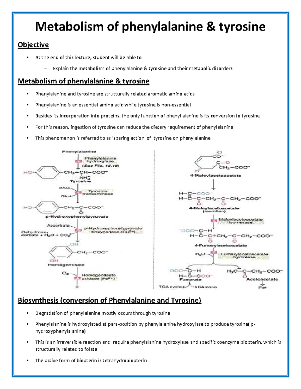 Metabolism of phenyl alanine and tyrosine - Metabolism of phenylalanine ...