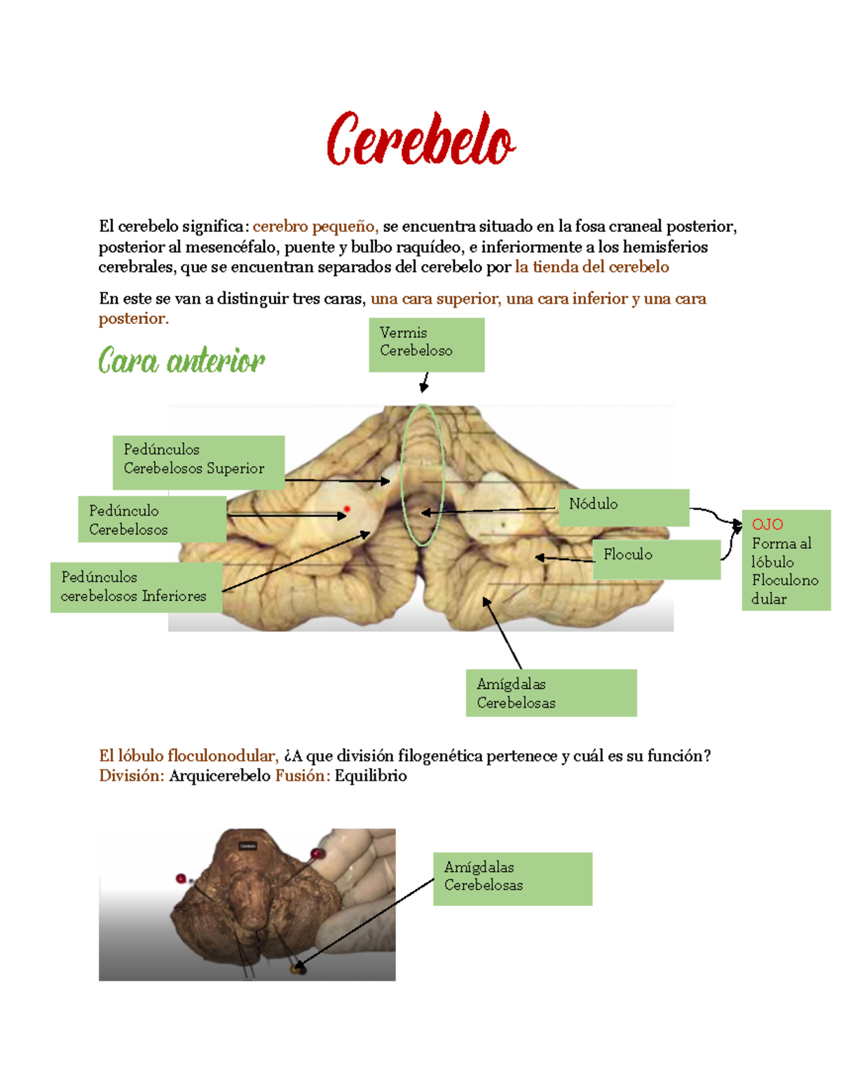 Repaso de Cerebelo Lunes 4 de abril - El cerebelo significa: cerebro ...