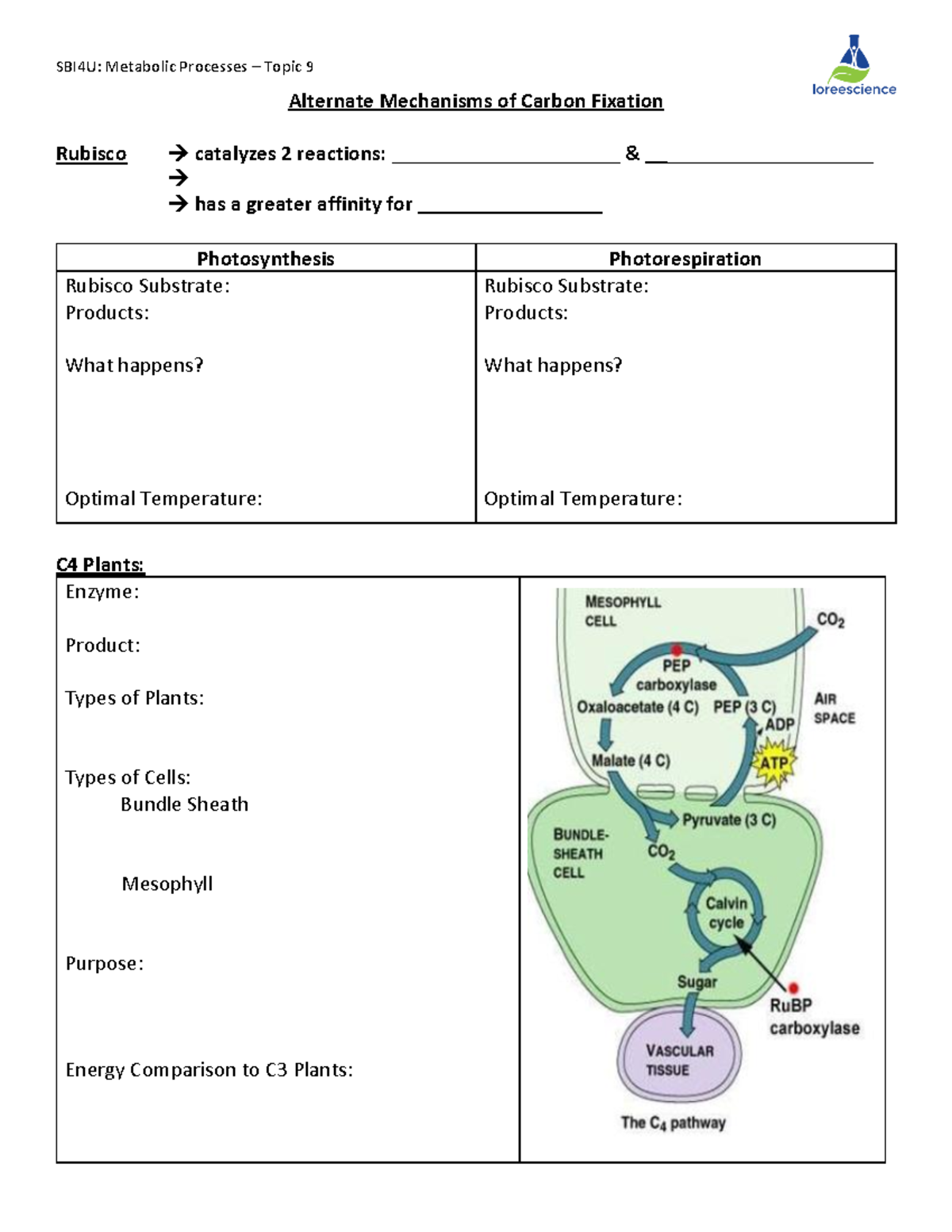 Alternate mechanisms of carbon fixation nt 1 - SBI4U: Metabolic ...