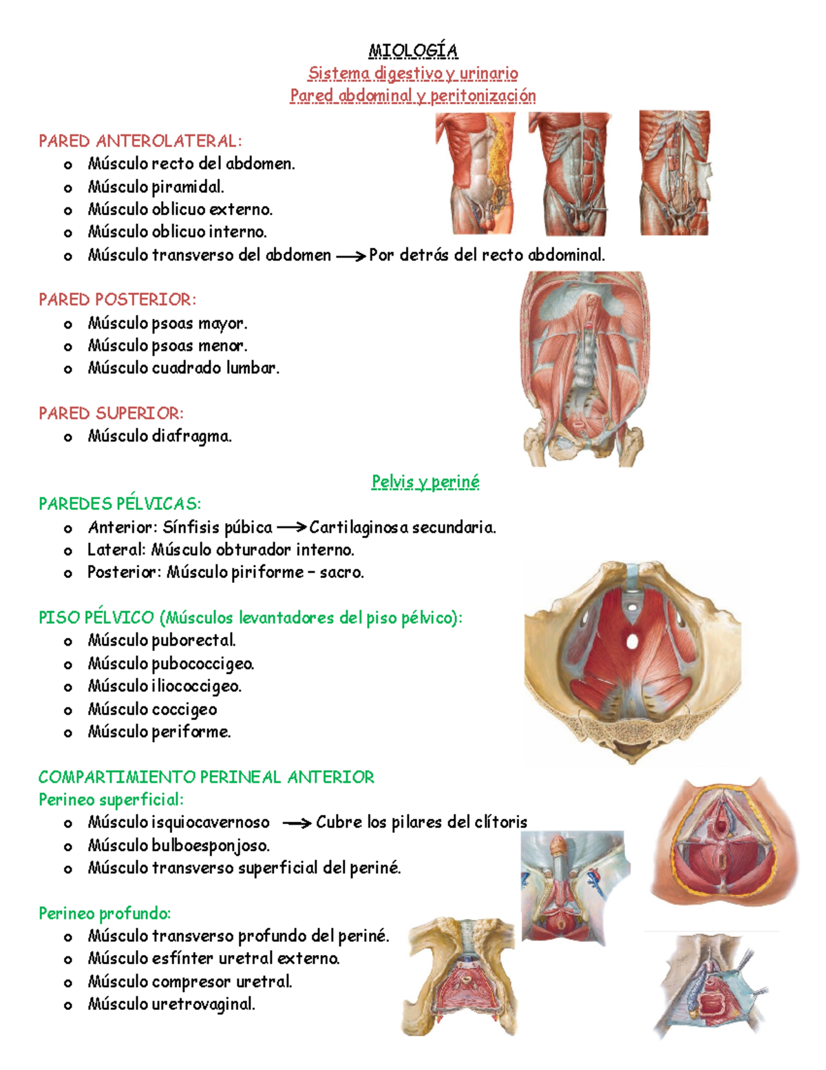 Miología Solemne 2 Anato - MIOLOGÍA Sistema digestivo y urinario Pared abdominal y ...