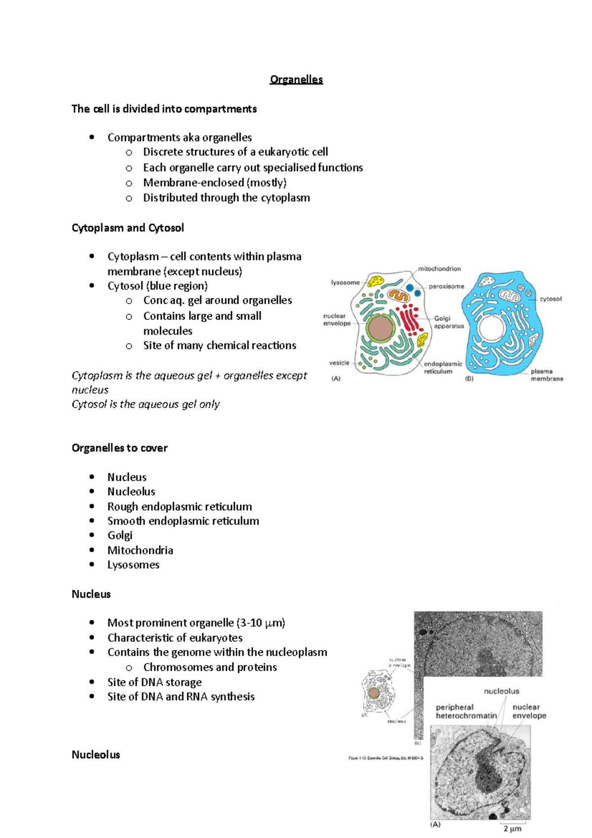 Organelles - Organelles The cell is divided into compartments ...