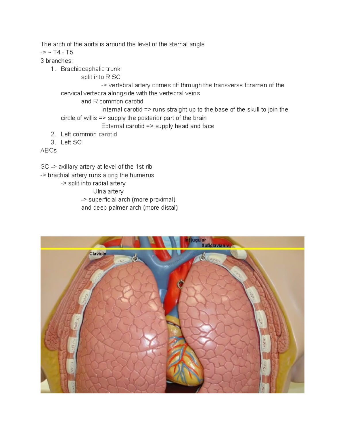 Thorax cross sectional anatomy - The arch of the aorta is around the ...